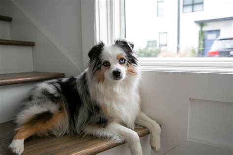 Do Mini Australian Shepherds Bark a Lot? What You Need to Know! | Hepper