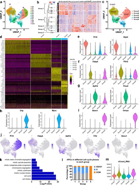 ScRNA Seq Analysis Reveals Cellular Heterogeneity Of APCs In IBAT A