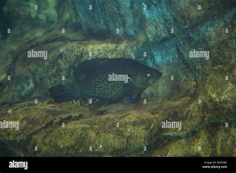 Black Crappie Swimming Suspended Near Rocky Shelf Structure Fish