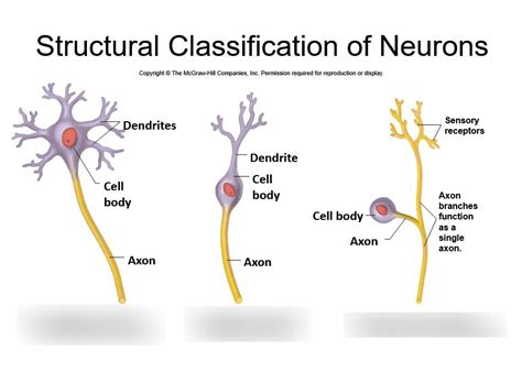 Aandp1 The Nervous System Structural Classification Of Neurons Diagram