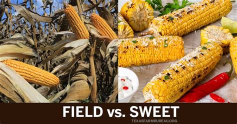 5 Differences Between Field Corn Sweet Corn Texas Farm Bureau Table Top