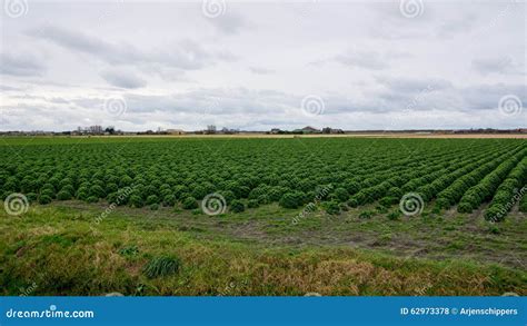 Поле листовой капусты или капусты фермеров Стоковое Фото изображение насчитывающей хуторянин
