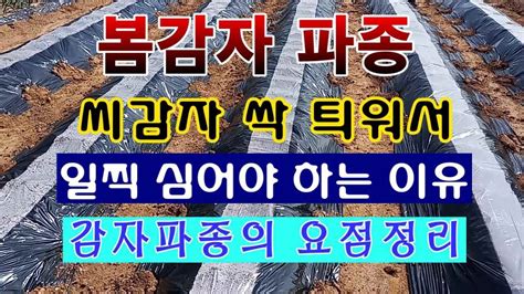 [텃밭농부 1 348] 봄감자 파종하기 요점정리 씨감자 싹 틔우고 일찍 심는 이유 감자재배 youtube