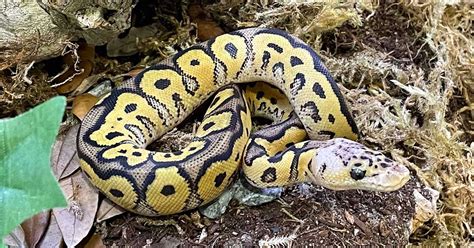 Are Ball Pythons Colubrids