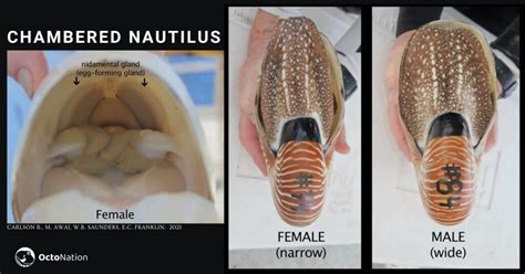 Facts About Baby Nautilus OctoNation The Largest Octopus Fan Club