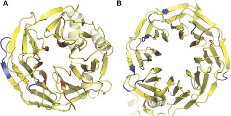 Pdb Structures Of The C Terminal Wd40 Domain In The F Box Protein