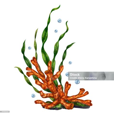 수중 식물이있는 밝은 열대 구성 붉은 산호 해초 및 바위 흰색 배경에 디지털 그림입니다 인쇄 스티커 포스터 엽서 인쇄용 구도에 대한 스톡 벡터 아트 및 기타 이미지 Istock