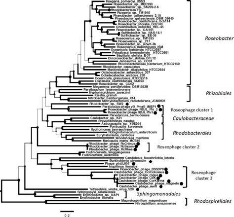 The Maximum Likelihood Phylogenetic Tree Of Concatenated Protein