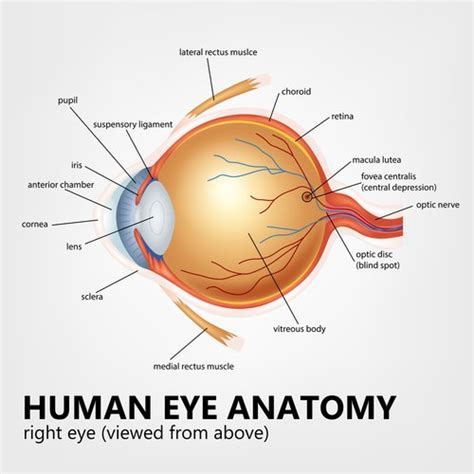 Macula Lutea Its Role In Macular Degeneration