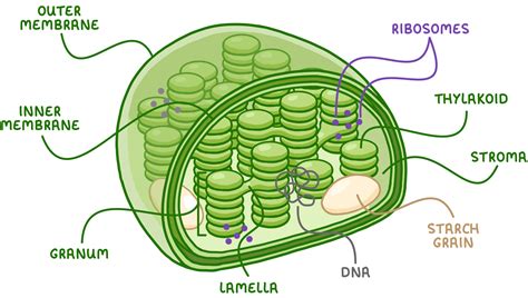 chloroplast structure revision notes a level biology aqa cognito
