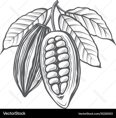 Cocoa Beans Royalty Free Vector Image VectorStock