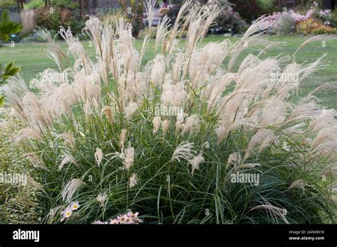 Miscanthus Sinensis Adagio