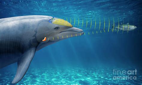 Dolphin Echolocation Photograph By Science Photo Library Fine Art America