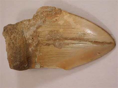 Lot Megalodon Tooth Fossilized Fossil