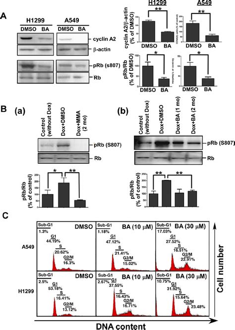 Effects Of Ba On Rb Phosphorylation And Cell Cycle Progression In Lung