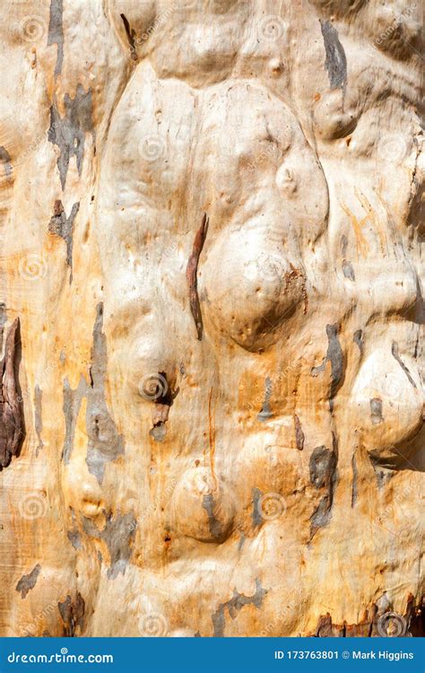 Tree Texture Stock Image Image Of Bumps Pattern Background 173763801