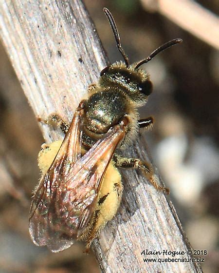 Halictus Confusus Bugguidenet