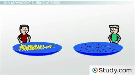 Histone Methylation Animation