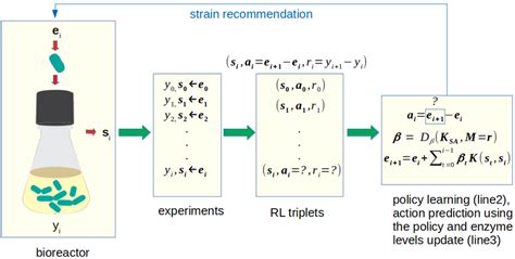 Strain Design Optimization Loop Using Reinforcement Learning Enzyme