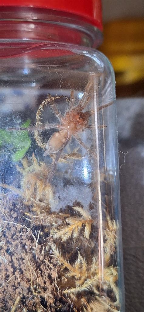 T Albo Sexing R Tarantulas