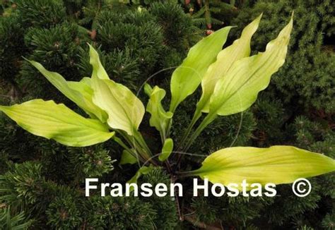 Hosta Lipstick Blonde - Fransen Hostas