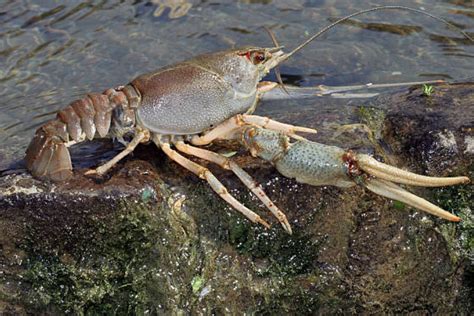 Понад 3 тисячі гривень штрафу за одного в Одеській області встановлюється заборона на вилов