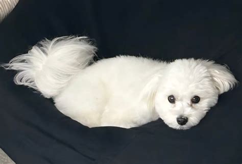 강아지 견종 질문 지식in