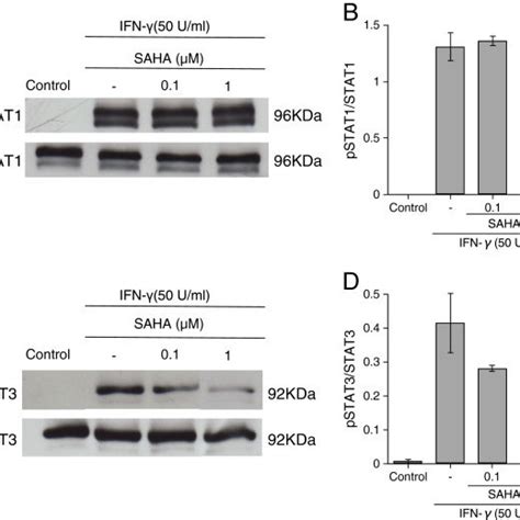 Effects Of Saha On Ifn γ Induced Phosphorylation Of Stat1 And Stat3 In