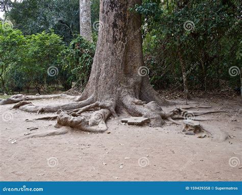 Huge Trees With A Powerful Root System Stock Photo Image Of Origin Tremendous