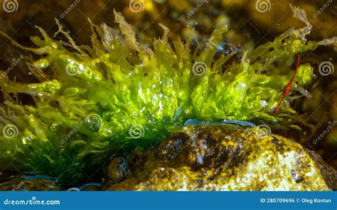 Green Algae Enteromorpha Sp Ulva On A Stone At Low Tide Black Sea