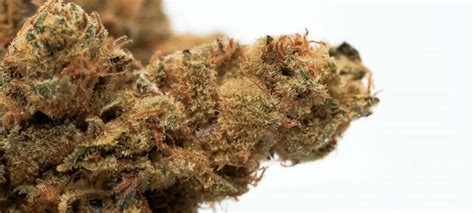 Le Trichoderma Définition Et Bienfaits Pour La Culture De Cannabis