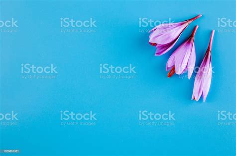 청록색 배경에 신선한 사프란 꽃 복사 공간을 참조하십시오 건강한 생활방식에 대한 스톡 사진 및 기타 이미지 건강한 생활방식 꽃 식물 농업 Istock