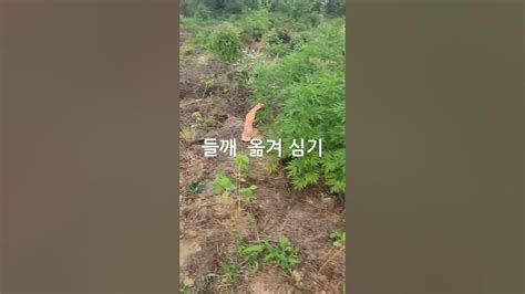 들깨 옮겨 심기들깨 Youtube