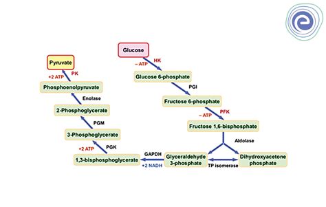 Anaerobic Respiration Flow Chart