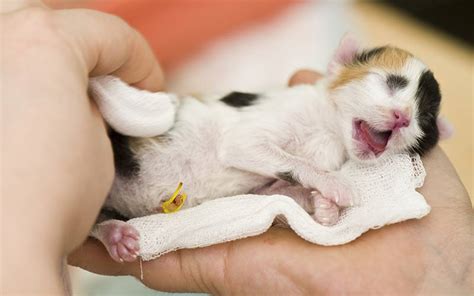 Newborn Kittens: Size, Growth, Development And Care