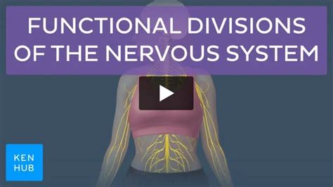 Cerebral Cortex And Higher Cognitive Functions Kenhub
