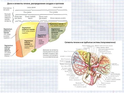 Анатомия и физиология гепатобилиарной системы