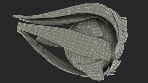 3d Cross Section Of The Human Eye Right Part 3d Molier International