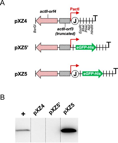 Figure 1 From Biosynthesis Of Diverse Type Ii Polyketide Core Structures In Streptomyces