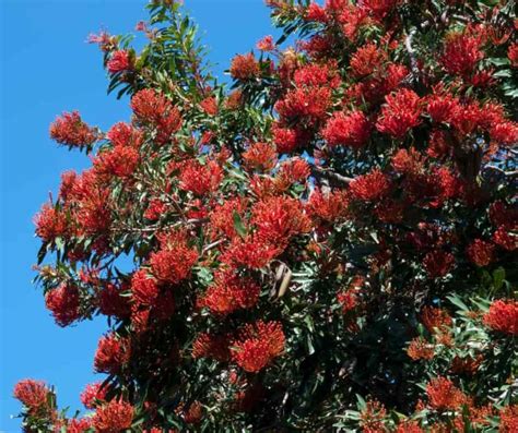Red Flowering Trees In Australia Yard Work