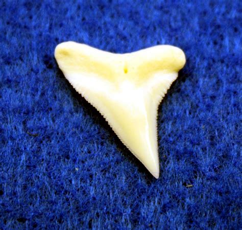 Shark Teeth Hobby Maestro