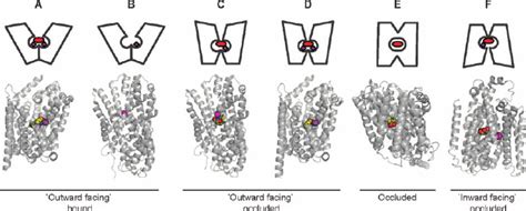 Crystal Structures Of Leut And Structurally Homologous Transporters
