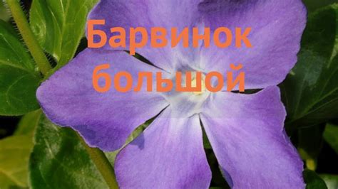 Барвинок большой (vinca minor) 🌿 большой барвинок обзор: как сажать ...