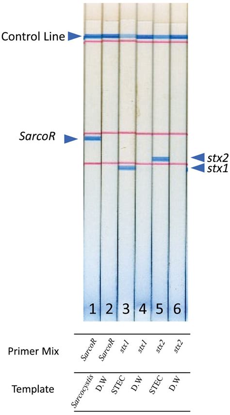 Performance Of The Dna Strip For The Detection Of The Sarcocystis Spp Download Scientific