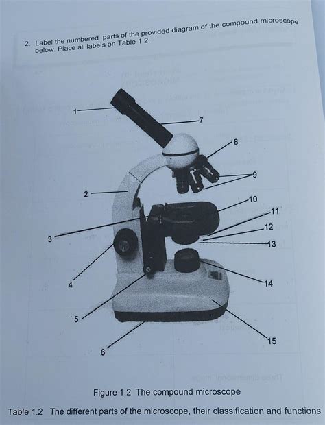 Compound Microscope Diagram Without Labels
