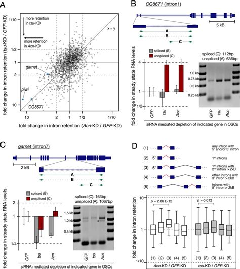 The Exon Junction Complex Is Required For Definition And Excision Of Neighboring Introns In