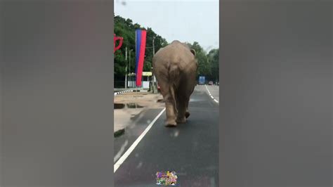 පස්ස පද්දන අලි ඉන්නේ මින්නෙරියේ 🦣🦣මින්නෙරියේ අලියා වෙඩි තබා ඝාතනය කිරිමට පෙර😞😥 Youtube