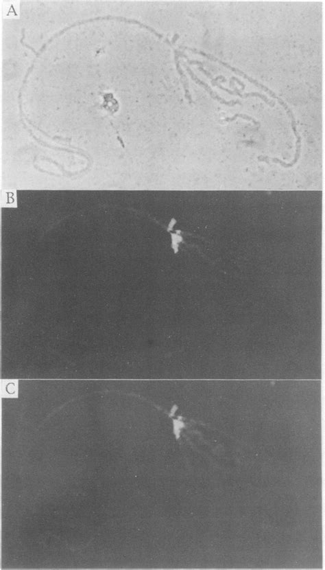 The N Terminal Half Of Hp1 Encodes A Heterochromatin Binding Domain