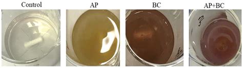 The Potential Of Apple And Blackcurrant Pomace Powders As The