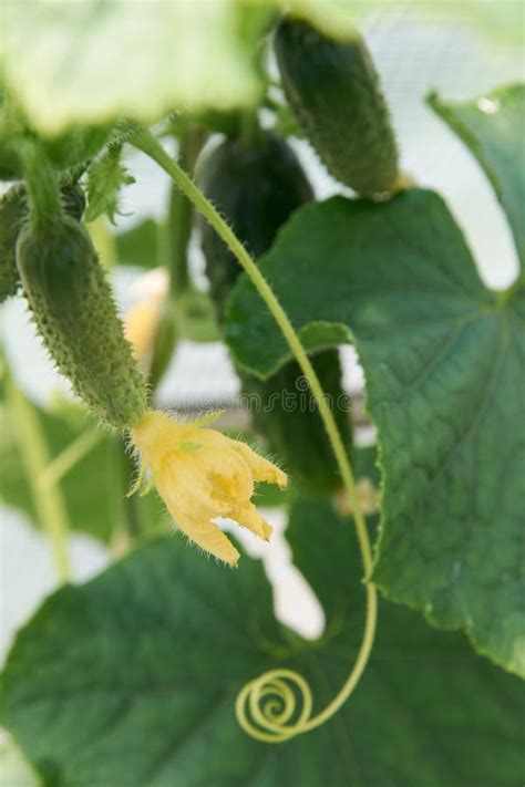 Stem Of Cucumber With Several Vegetables Growing Stock Image Image Of Healthy Ground 118274037